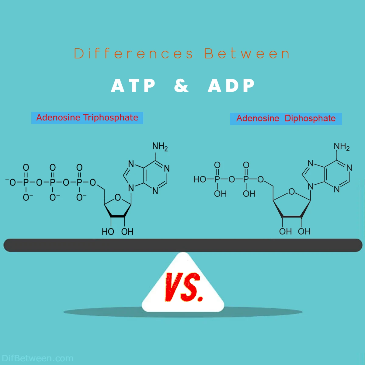 ATP vs. ADP: Key Distinctions in Cellular Energy