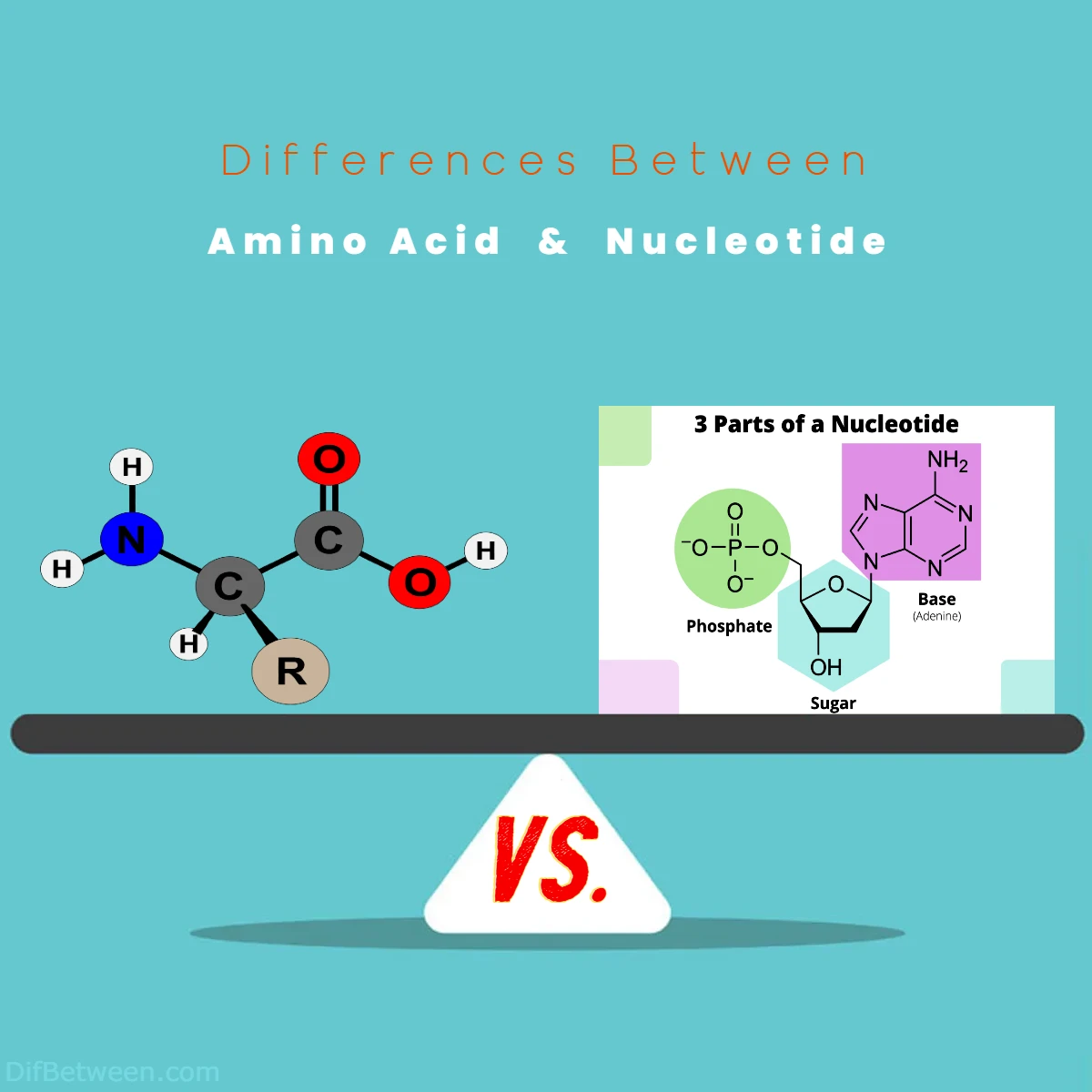 Amino Acid vs. Nucleotide: Key Differences Unveiled