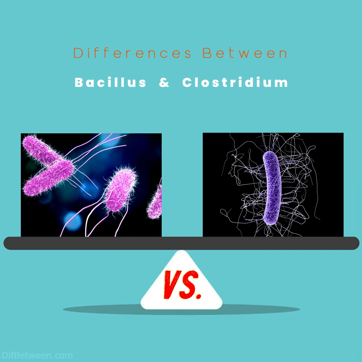 Bacillus vs Clostridium: Key Differences Unveiled