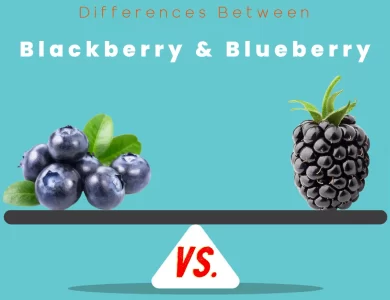 The Differences in Fruits and vegetables - Page 1 from 1