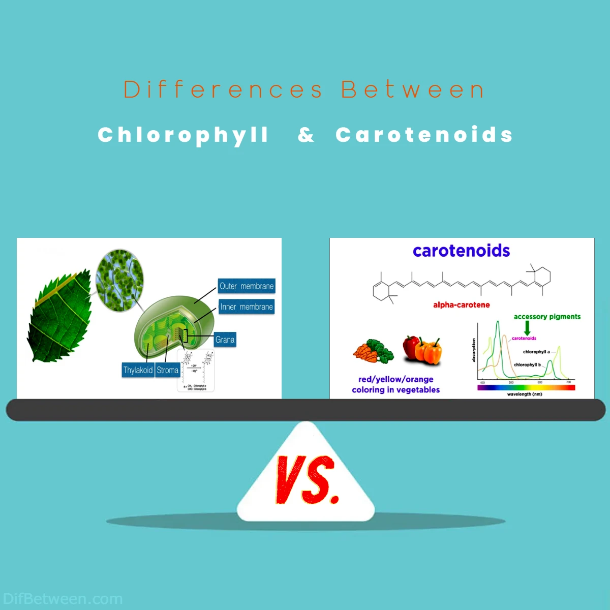 Chlorophyll vs. Carotenoids: Nature's Pigments Compared