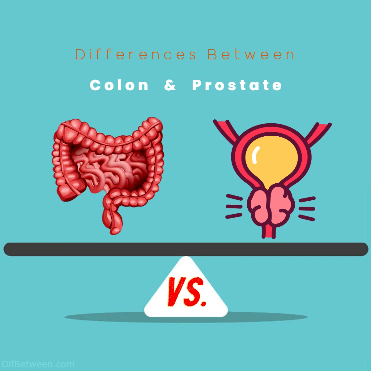 Colon vs Prostate: Key Differences Explained