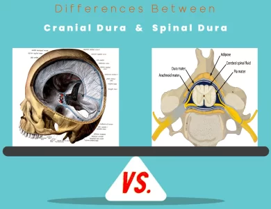 Spleen vs Liver Differences: Unveiling Vital Contrasts