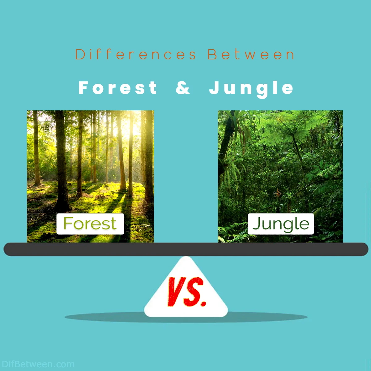 Forest vs. Jungle: Key Differences Explained