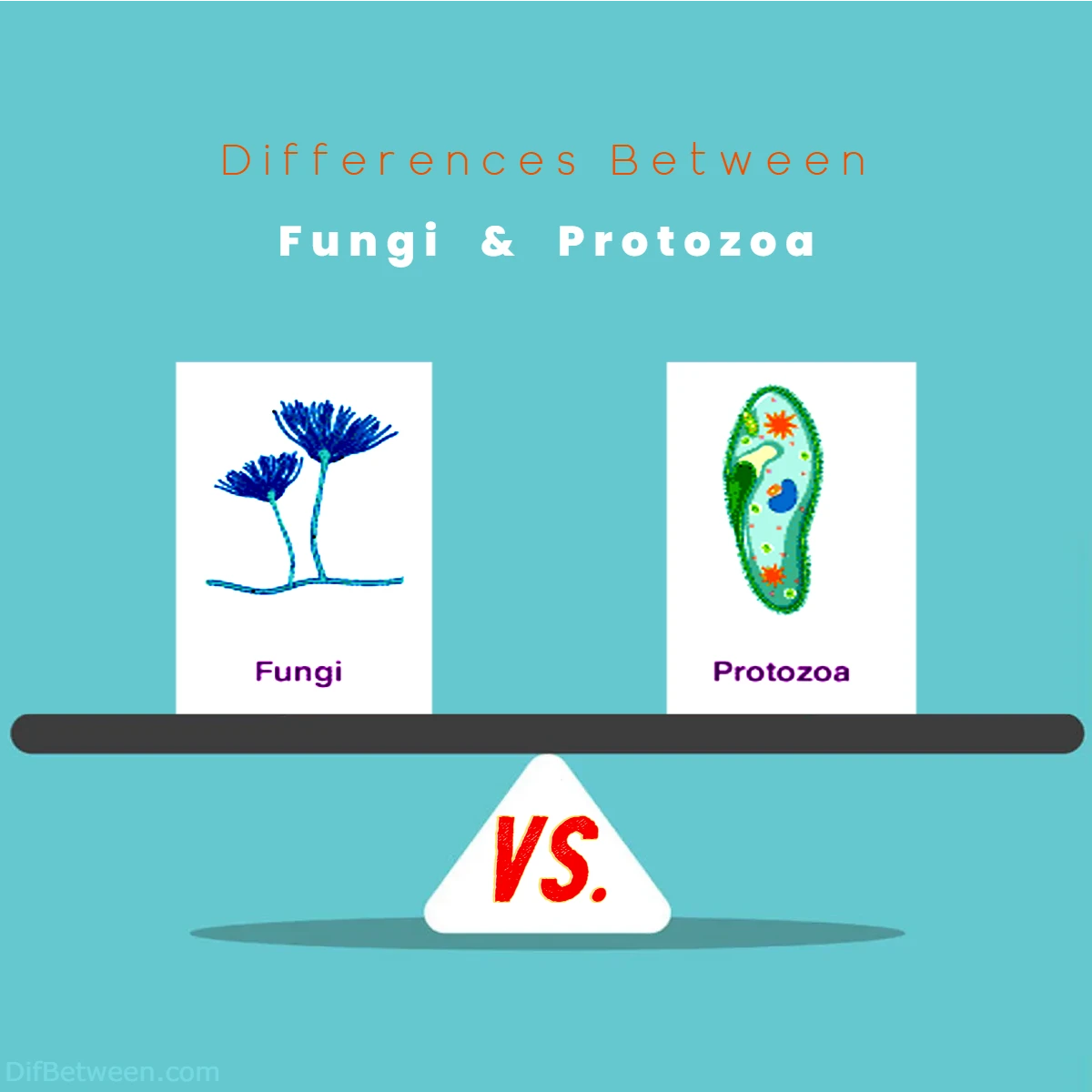 Fungi vs Protozoa: Key Differences Unveiled