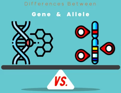 Plasmid vs Chromosome: Key Genetic Differences