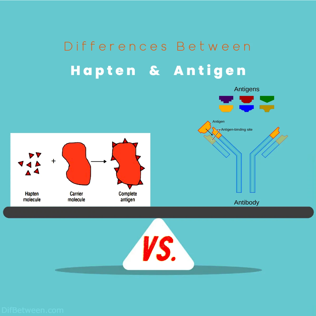 Hapten vs Antigen: Key Differences in Immunology