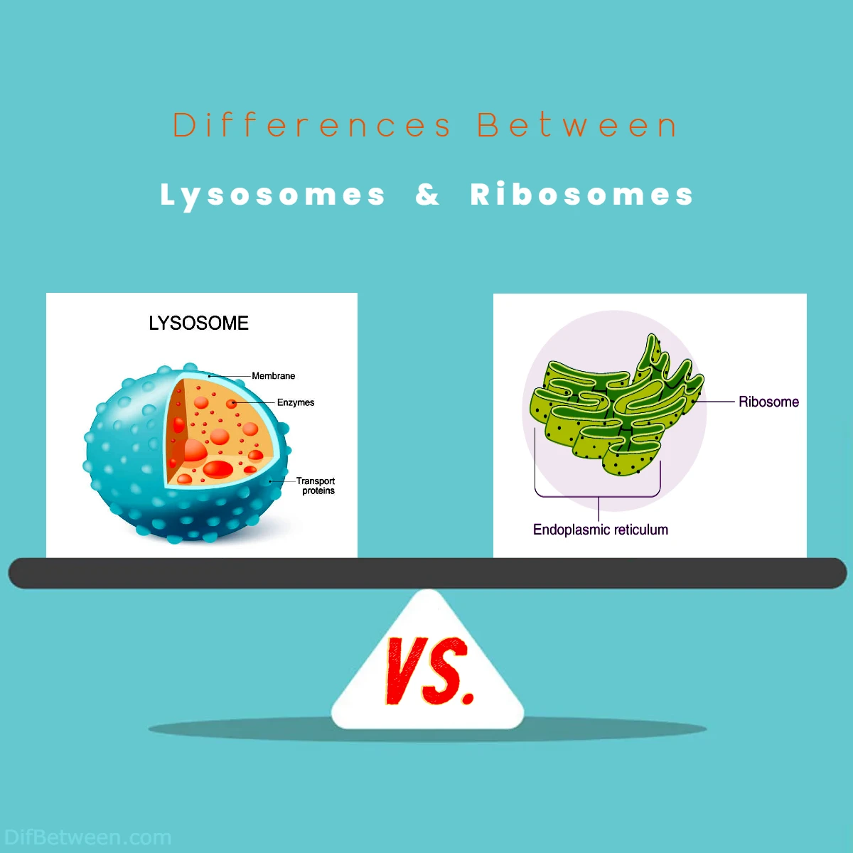 Lysosomes vs Ribosomes: Key Distinctions