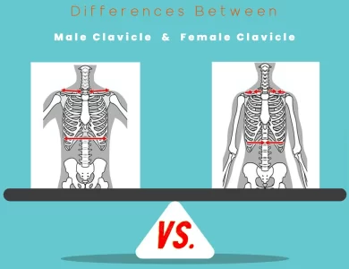 Male vs Female Bones: Key Structural Variations