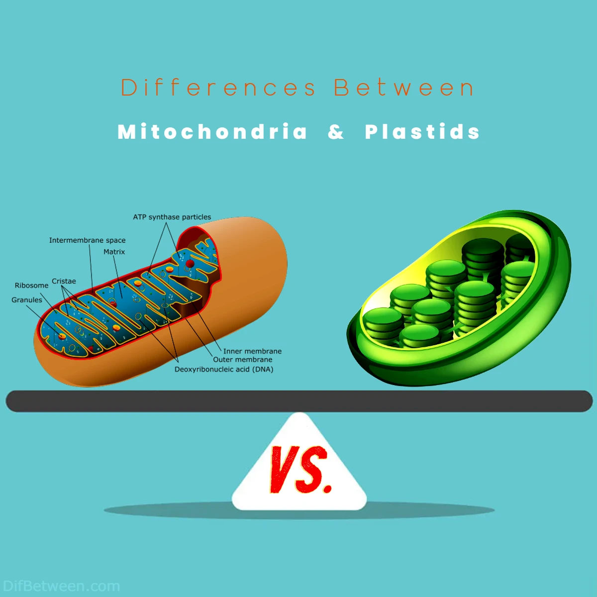 Mitochondria vs. Plastids: Key Cellular Differences