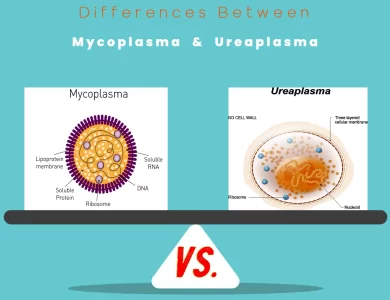 Salmonella vs. Shigella: Understand the Differences