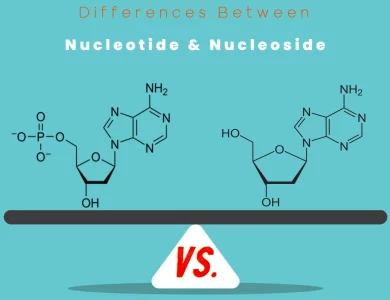 Glycogen vs. Glucose: Understanding the Key Differences