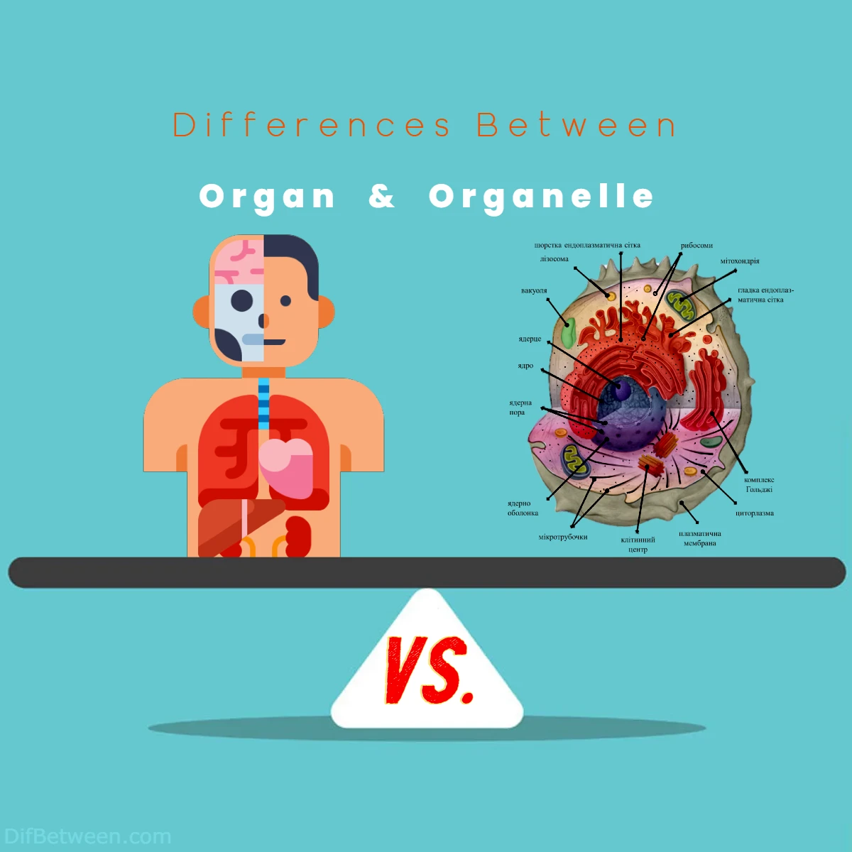 Organs vs. Organelles: Understanding the Key Differences
