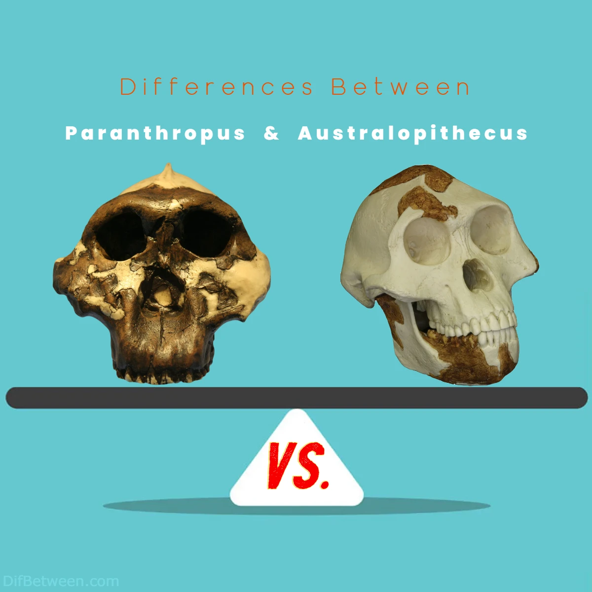Paranthropus vs Australopithecus: Key Differences