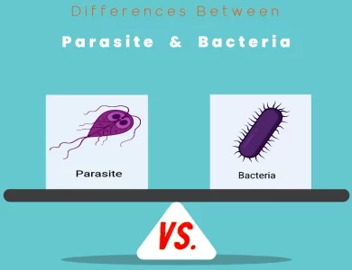 Fungi vs Protozoa: Key Differences Unveiled