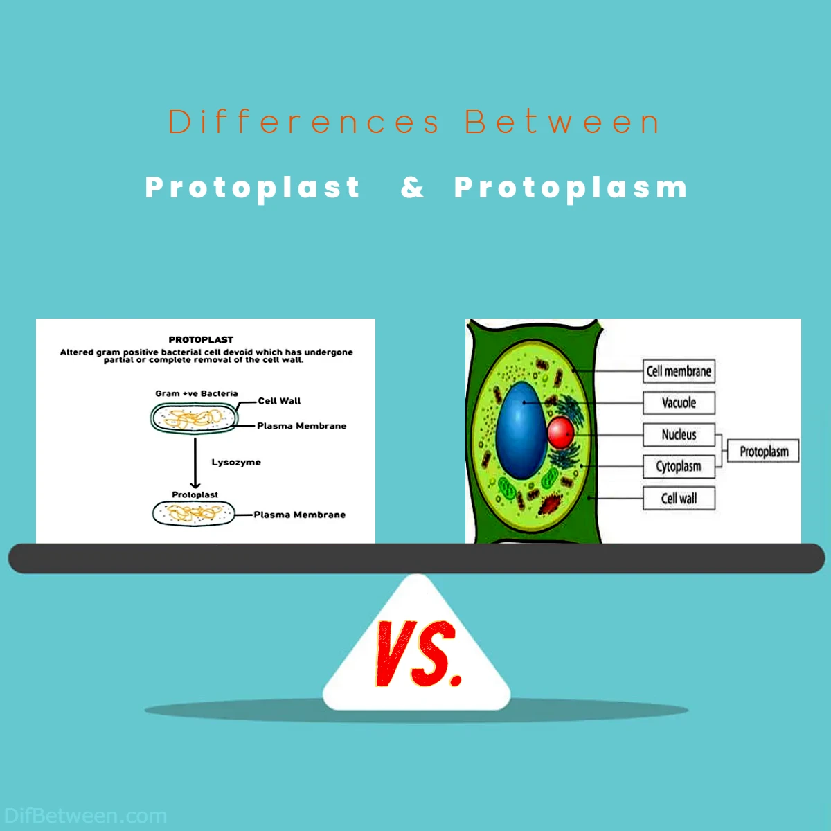 Protoplast vs. Protoplasm: Key Differences Unveiled