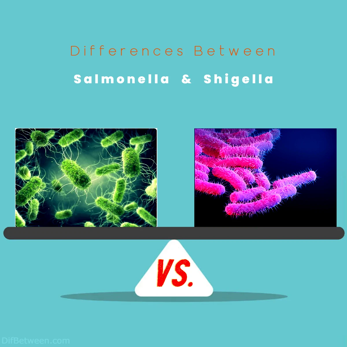 Salmonella vs. Shigella: Understand the Differences