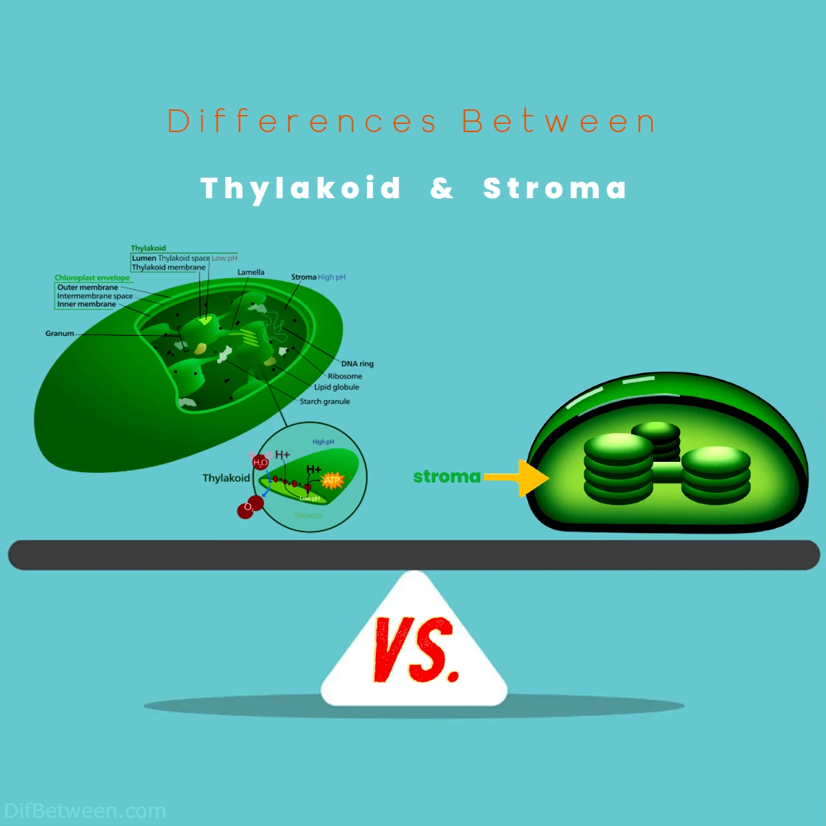 Thylakoid vs. Stroma: Key Differences in Photosynthesis
