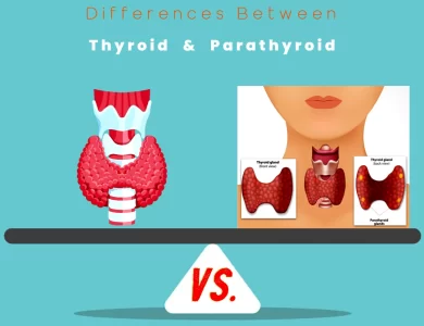 Human vs Animal Hair Differences: Exploring Contrasts
