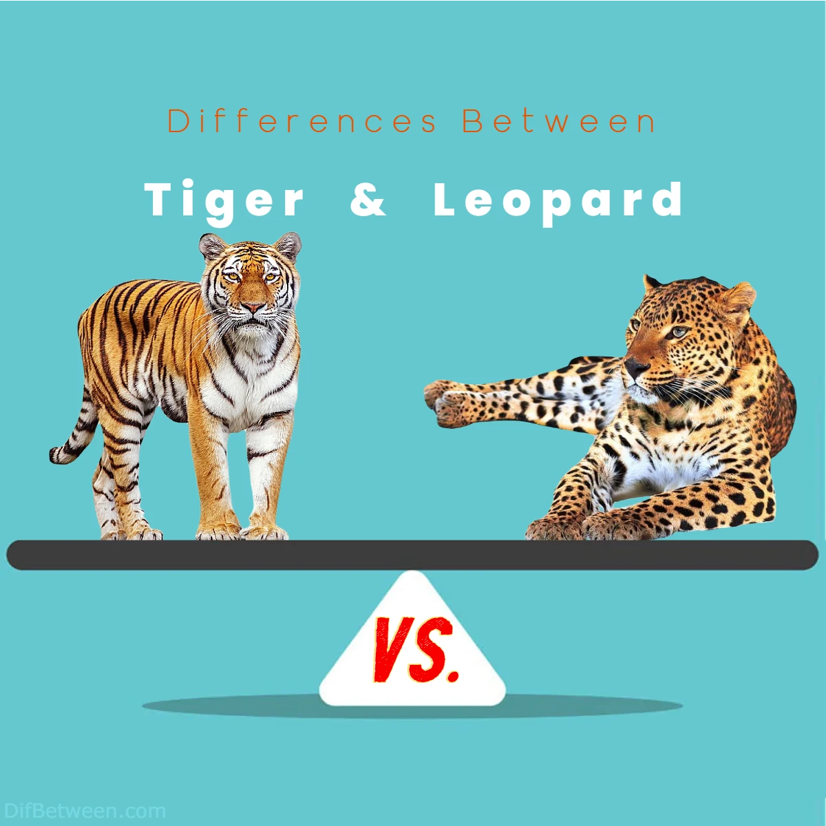 Tiger vs Leopard: Key Differences in Size, Habitat, and Behavior
