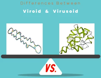 Fungi vs Protozoa: Key Differences Unveiled
