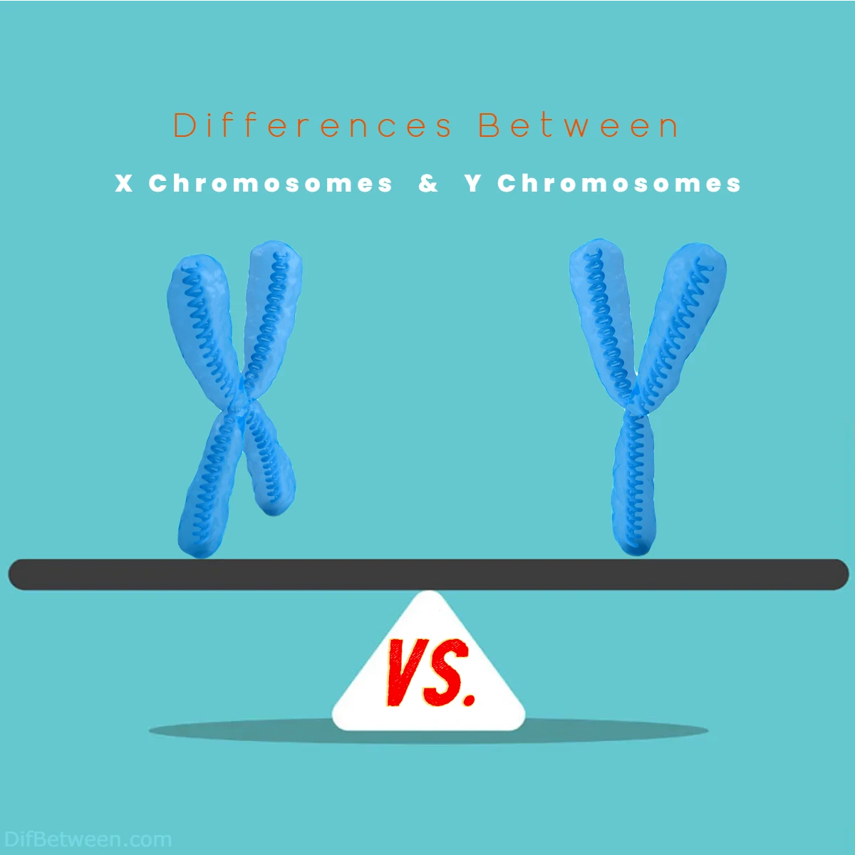 X vs Y Chromosomes: Key Differences and Implications