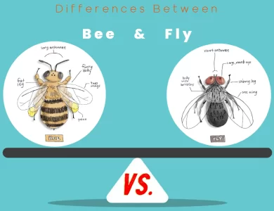 Insects vs Spiders: Key Differences Unveiled