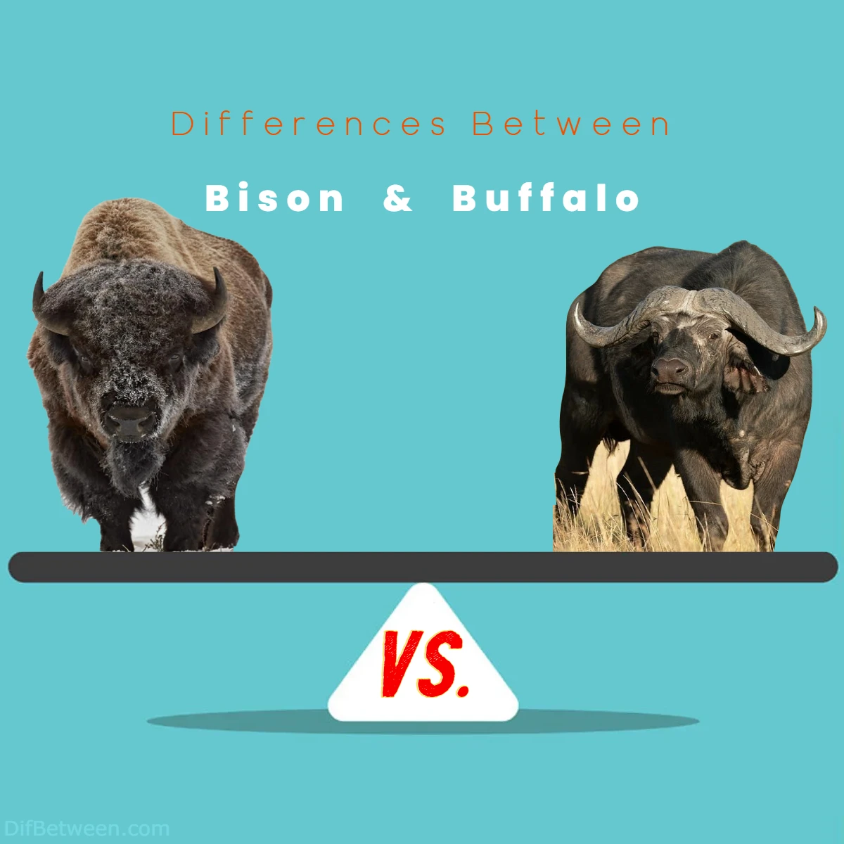 Bison vs Buffalo: Key Distinctions and Diversity