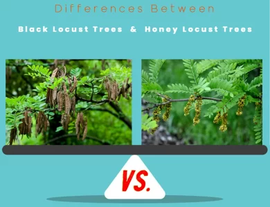Lime vs Lemon Trees: Exploring Key Differences