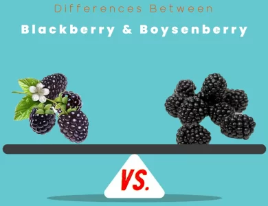 The Differences in Fruits and vegetables - Page 1 from 1