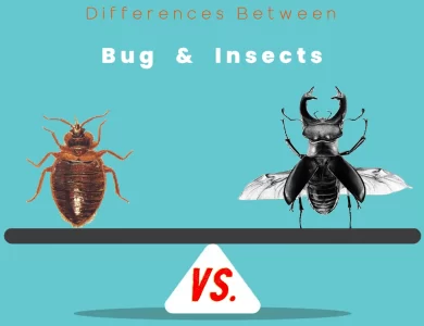 Insects vs Spiders: Key Differences Unveiled