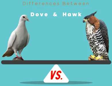 Bats vs Birds: Unveiling the Key Differences