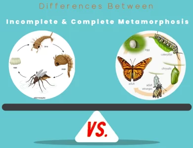 Reptile vs Amphibian Differences: Unveiling Unique Characteristics