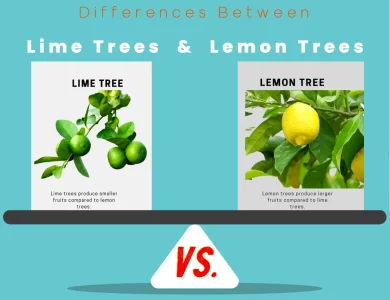 Black vs Honey Locust Trees: Key Differences