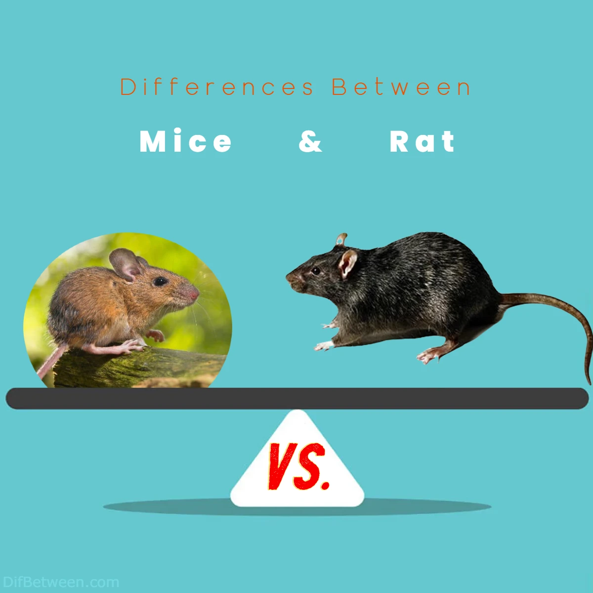 Mice vs Rat Differences: A Comparative Guide Mice vs Rat Differences: A Comparative Guide