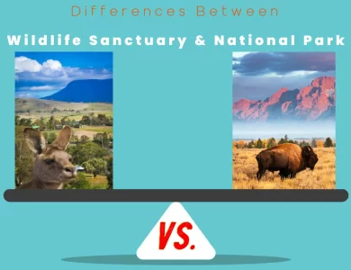 Art vs Nature: Key Contrasts Unveiled