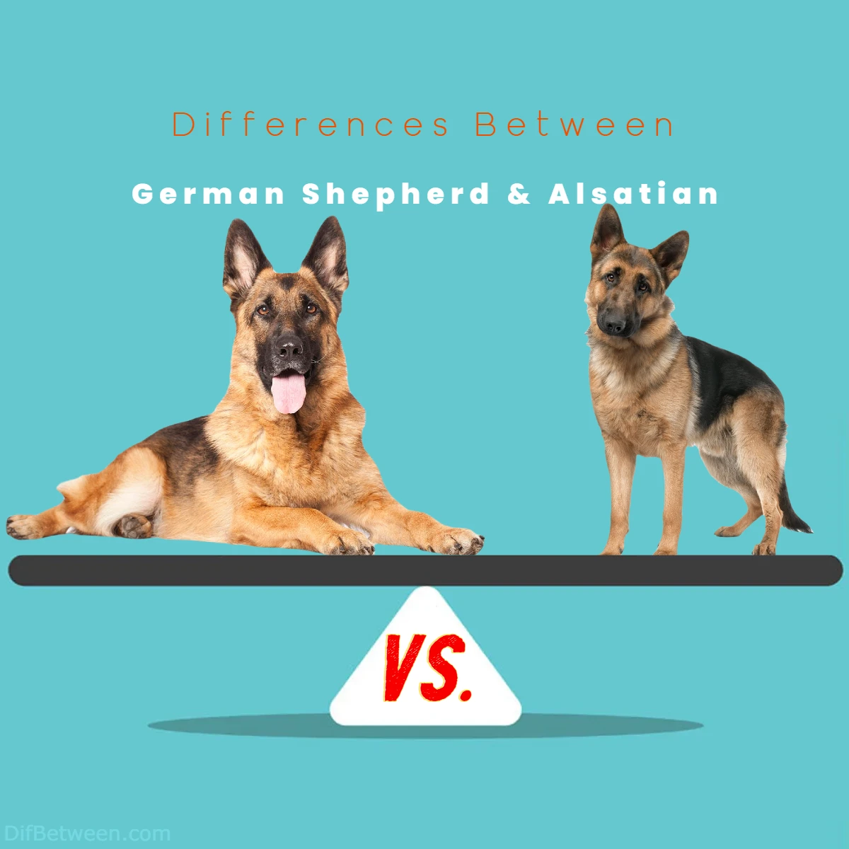 German Shepherd vs Alsatian: Notable Contrasts