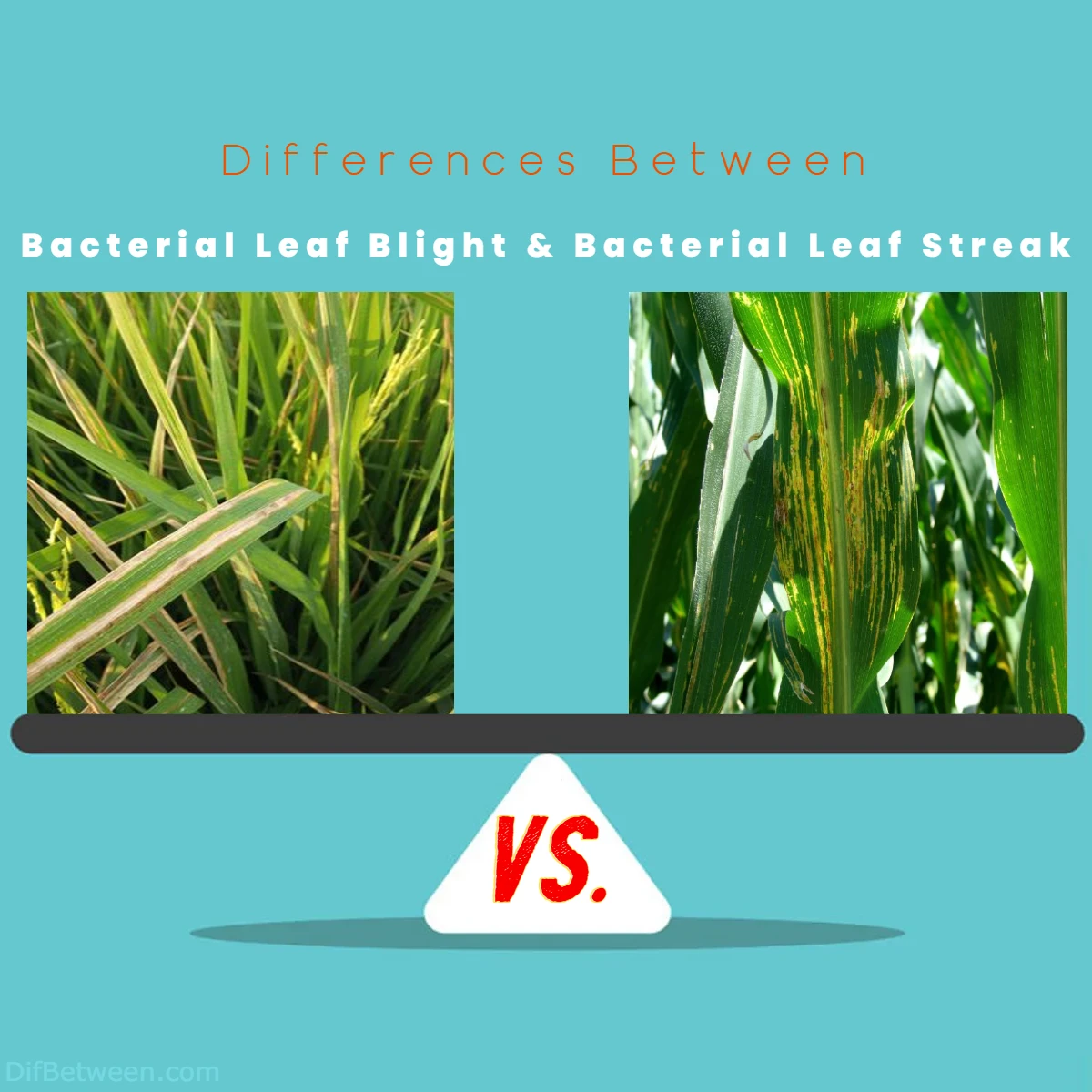 Bacterial Leaf Blight vs. Bacterial Leaf Streak: Key Differences