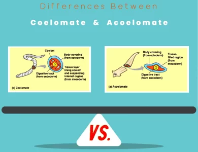 Reptile vs Amphibian Differences: Unveiling Unique Characteristics