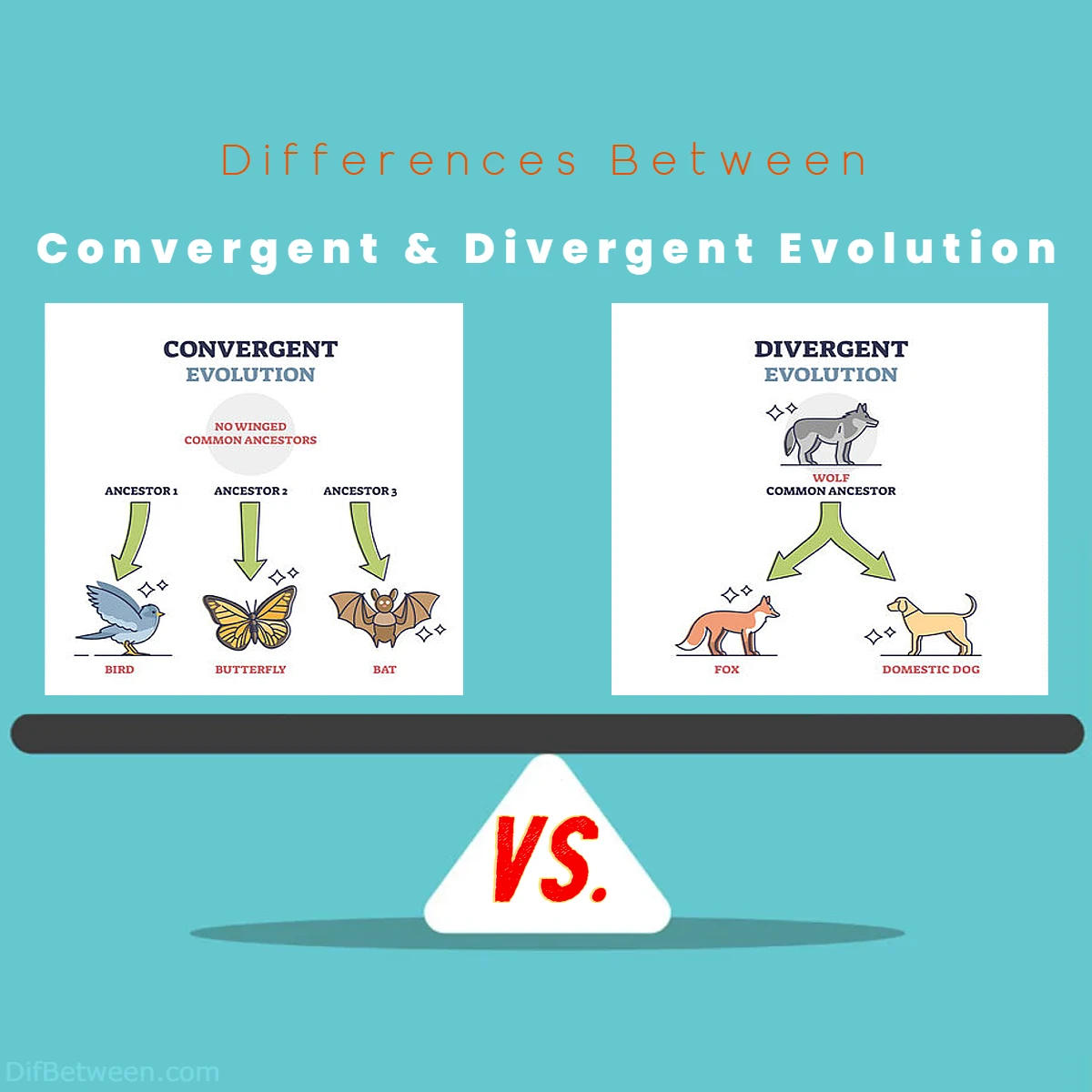 Convergent vs Divergent Evolution: Key Differences
