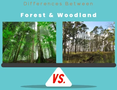 Art vs Nature: Key Contrasts Unveiled