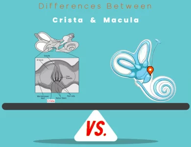 Labia vs Vulva: Understanding the Key Differences