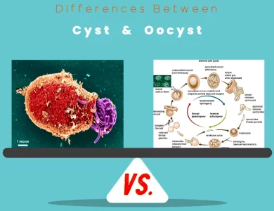 Fungi vs Protozoa: Key Differences Unveiled