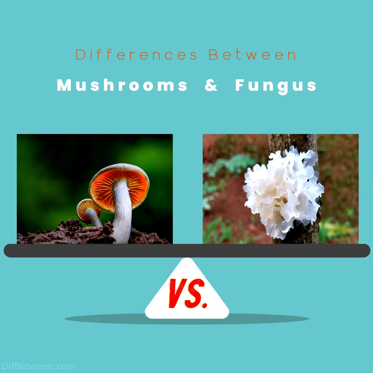 Mushrooms vs Fungi: Key Differences and Mycological Insights