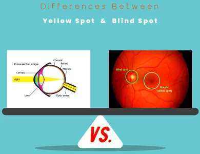 Labia vs Vulva: Understanding the Key Differences