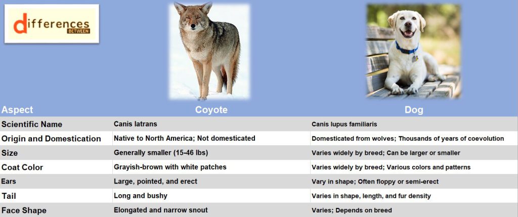 Coyote vs. Dog: Key Differences for Informed Choices