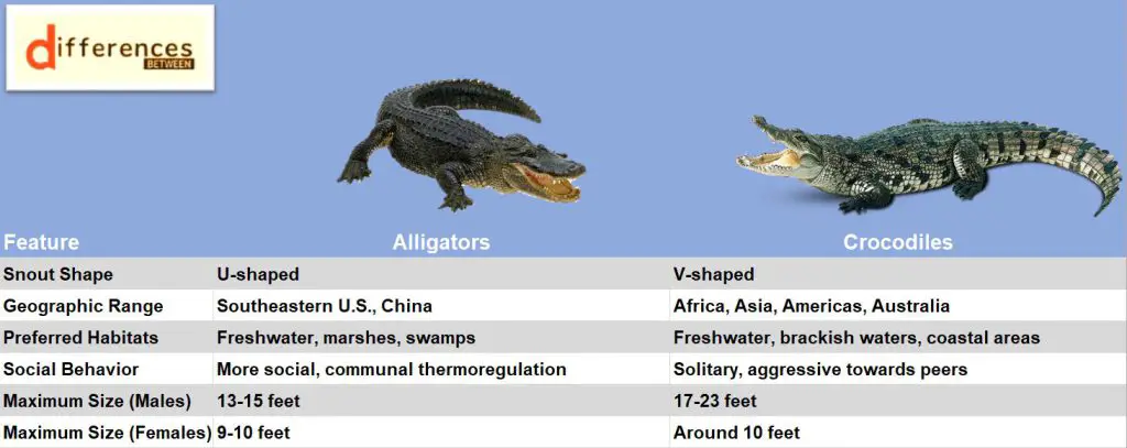 Alligators vs Crocodiles: Key Differences Explained