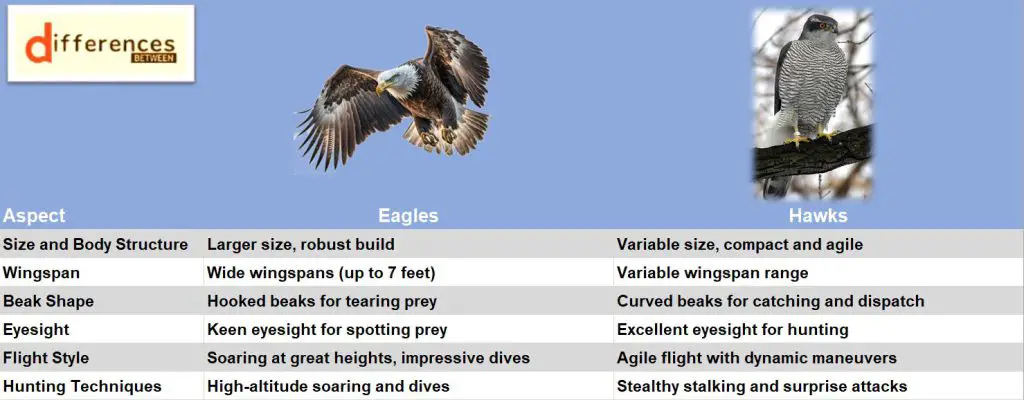 Eagle vs Hawk Differences: Exploring Unique Traits & Behaviors