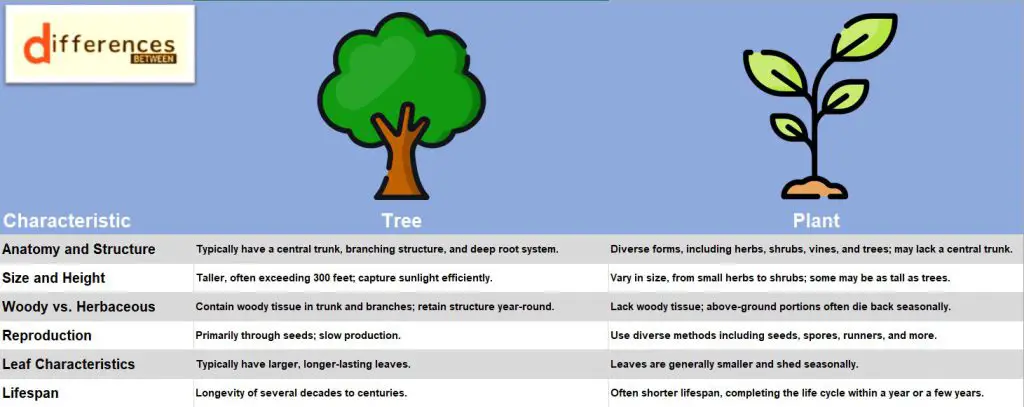 Tree vs Plant Differences: Understanding Botanical Distinctions