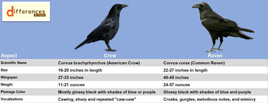 Crow vs Raven Differences: Size, Habitat, Behavior & More